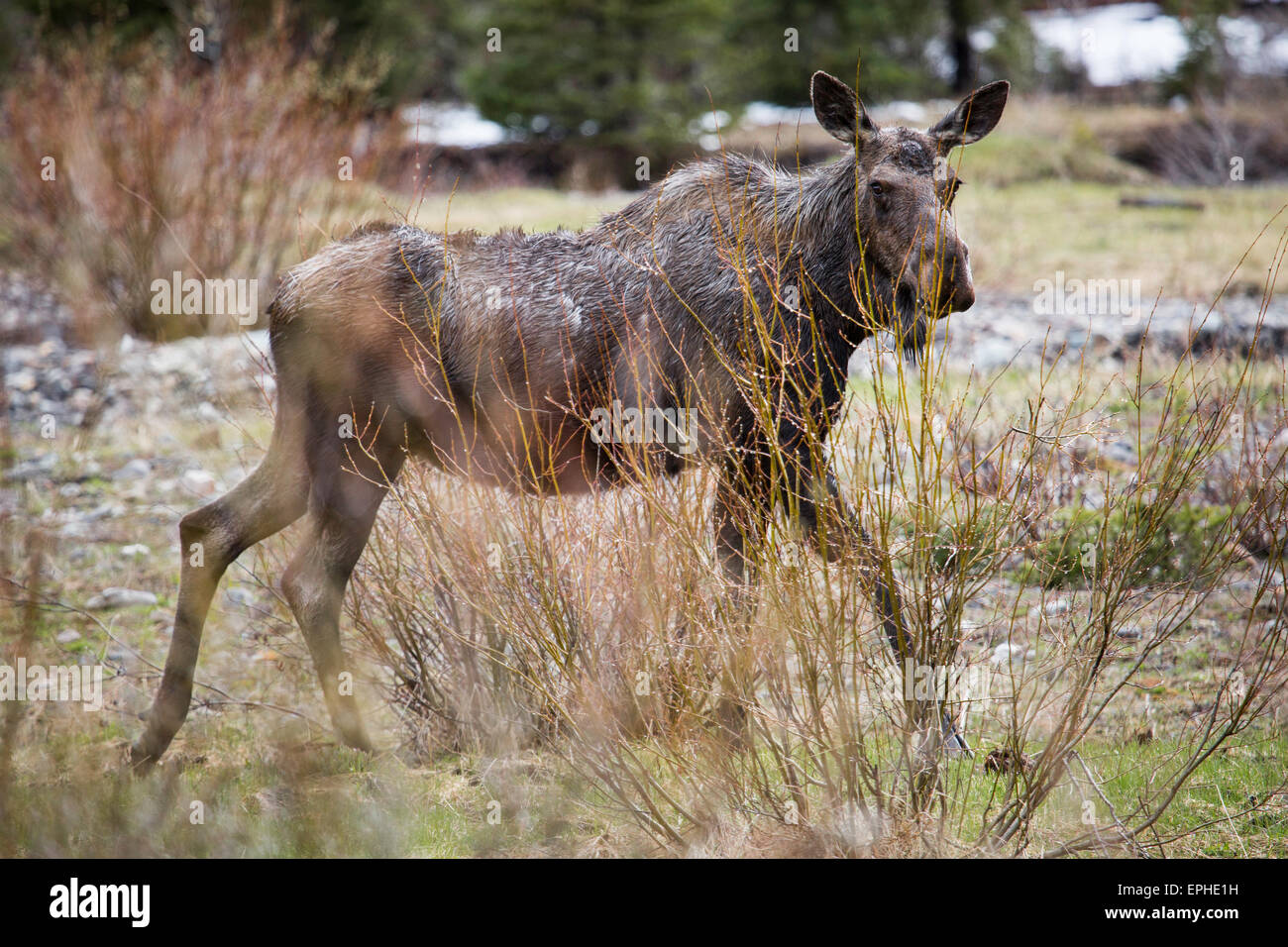 Bull moose foraging on hi-res stock photography and images - Alamy