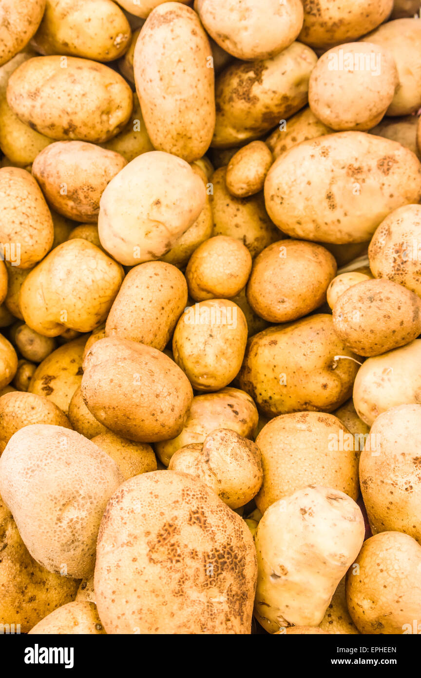 White potatoes freshly harvested at the market Stock Photo - Alamy