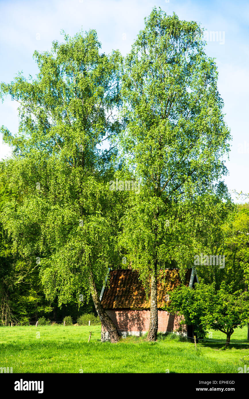 hidden shed behind trees in achterhoek holland Stock Photo - Alamy