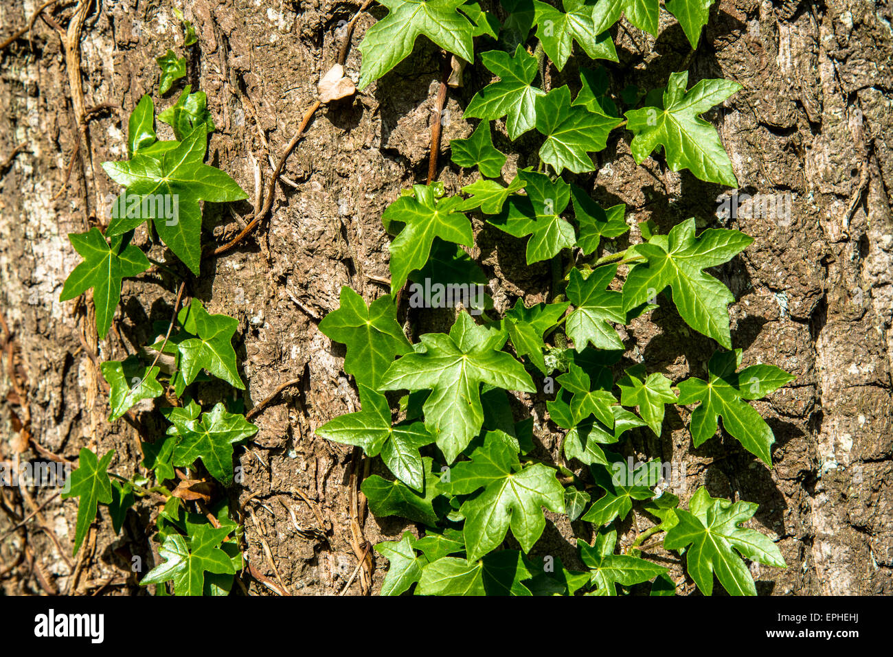 Ivy tree garden hi-res stock photography and images - Alamy
