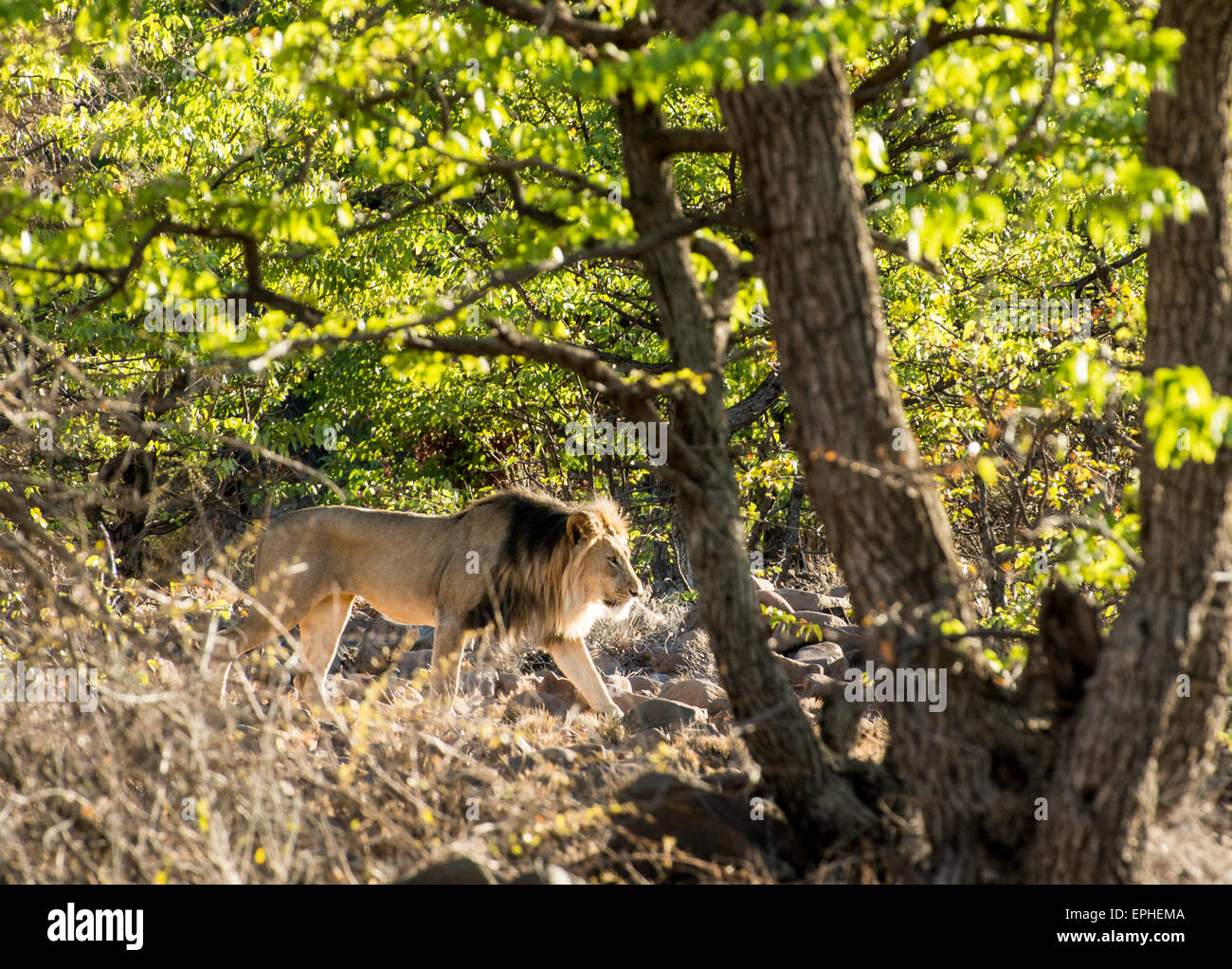 Africa, Namibia. Day trip tracking the Desert Black Rhinoceros. Lion ...