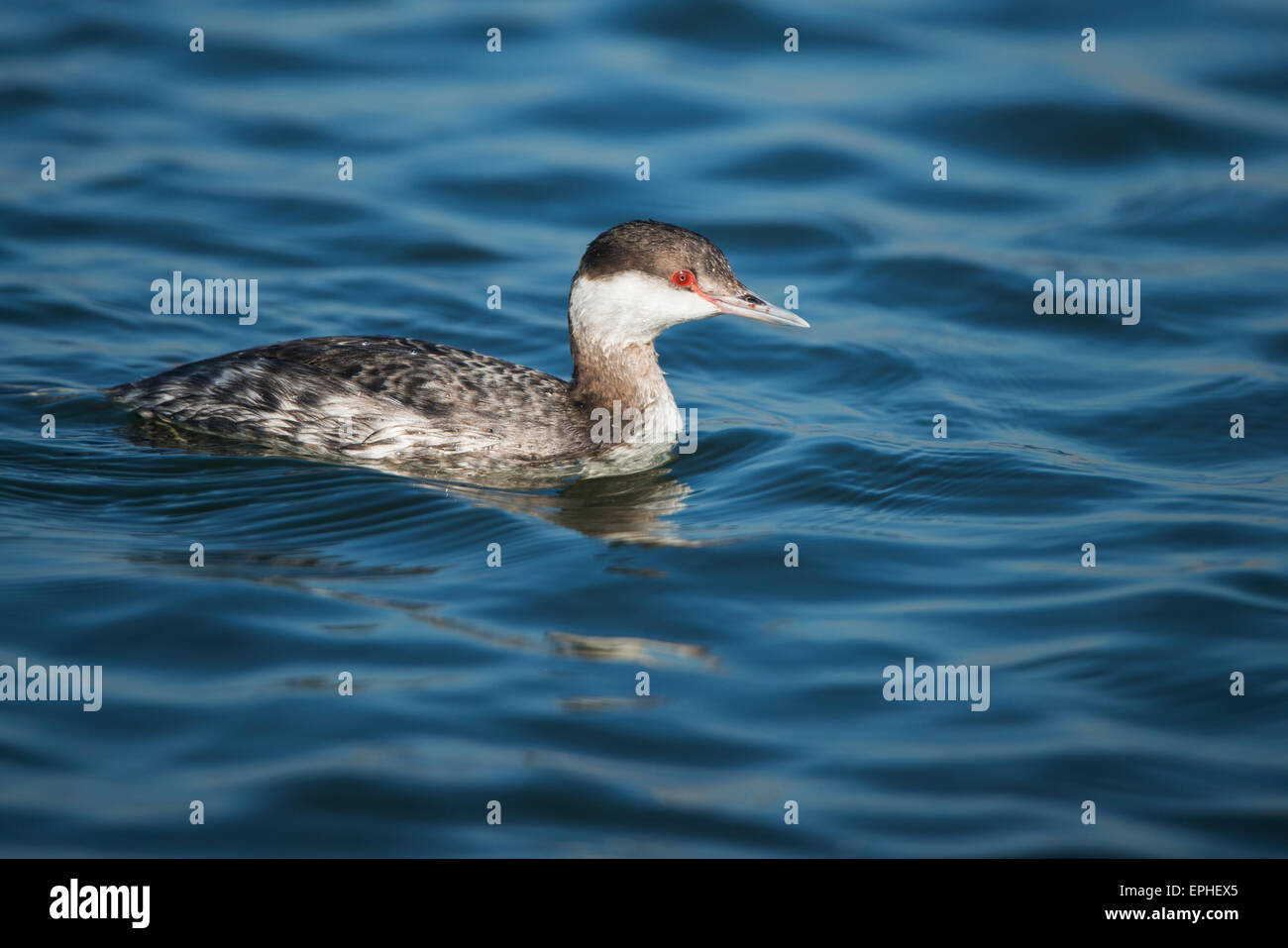 Horned Grebe (Podiceps Auritus Stock Photo - Alamy