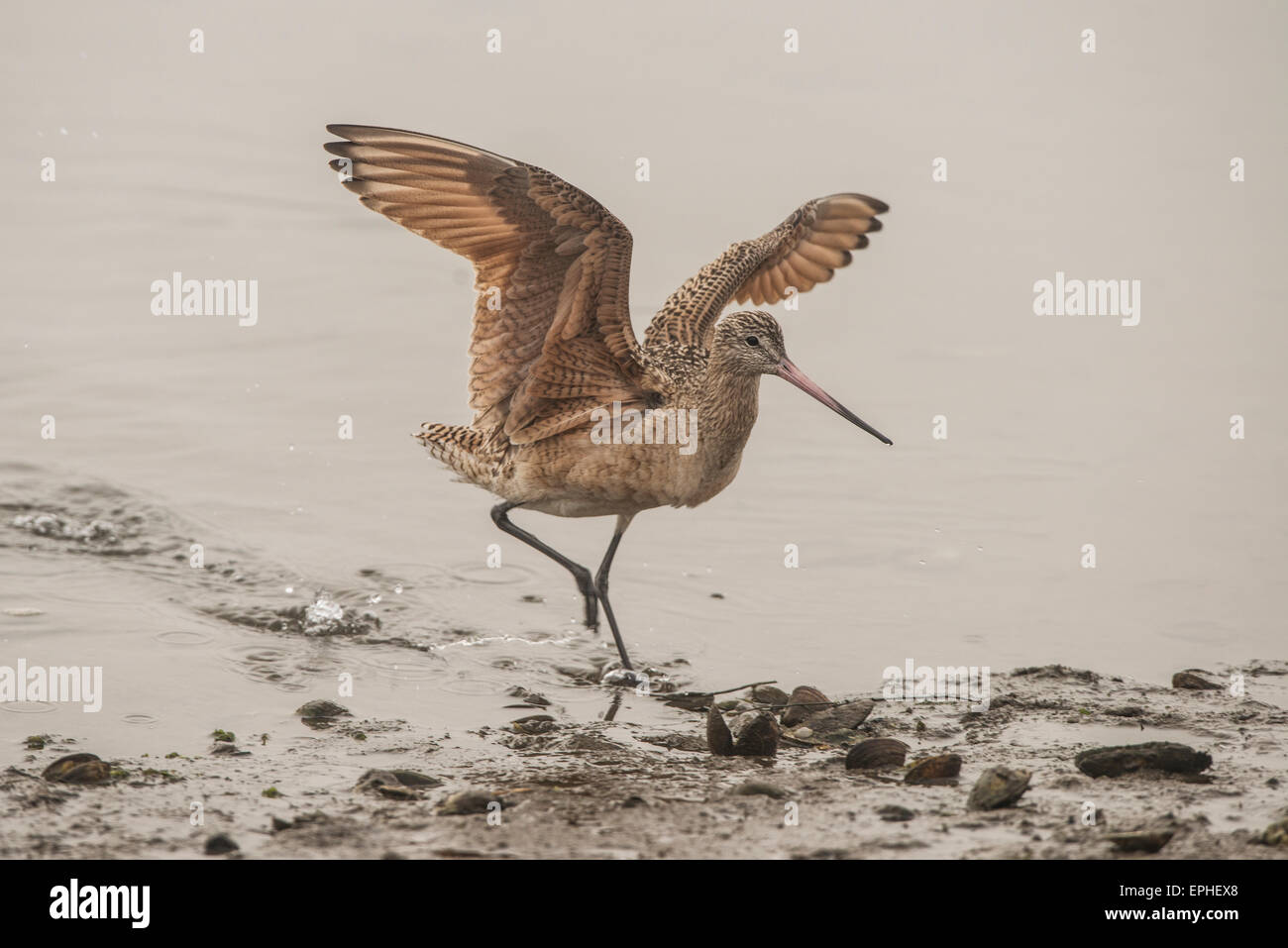 Limosa fedoa hi-res stock photography and images - Alamy
