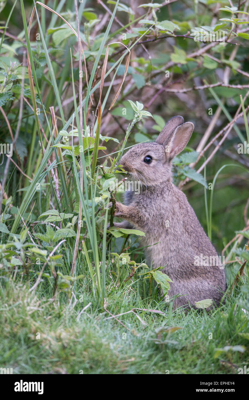 Eurpoean rabbit (Oryctolagus cuniculus Stock Photo - Alamy