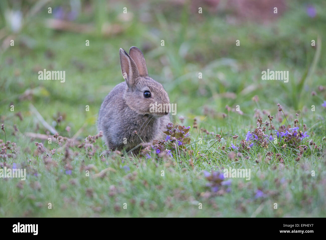 Coney Rabbit High Resolution Stock Photography and Images - Alamy