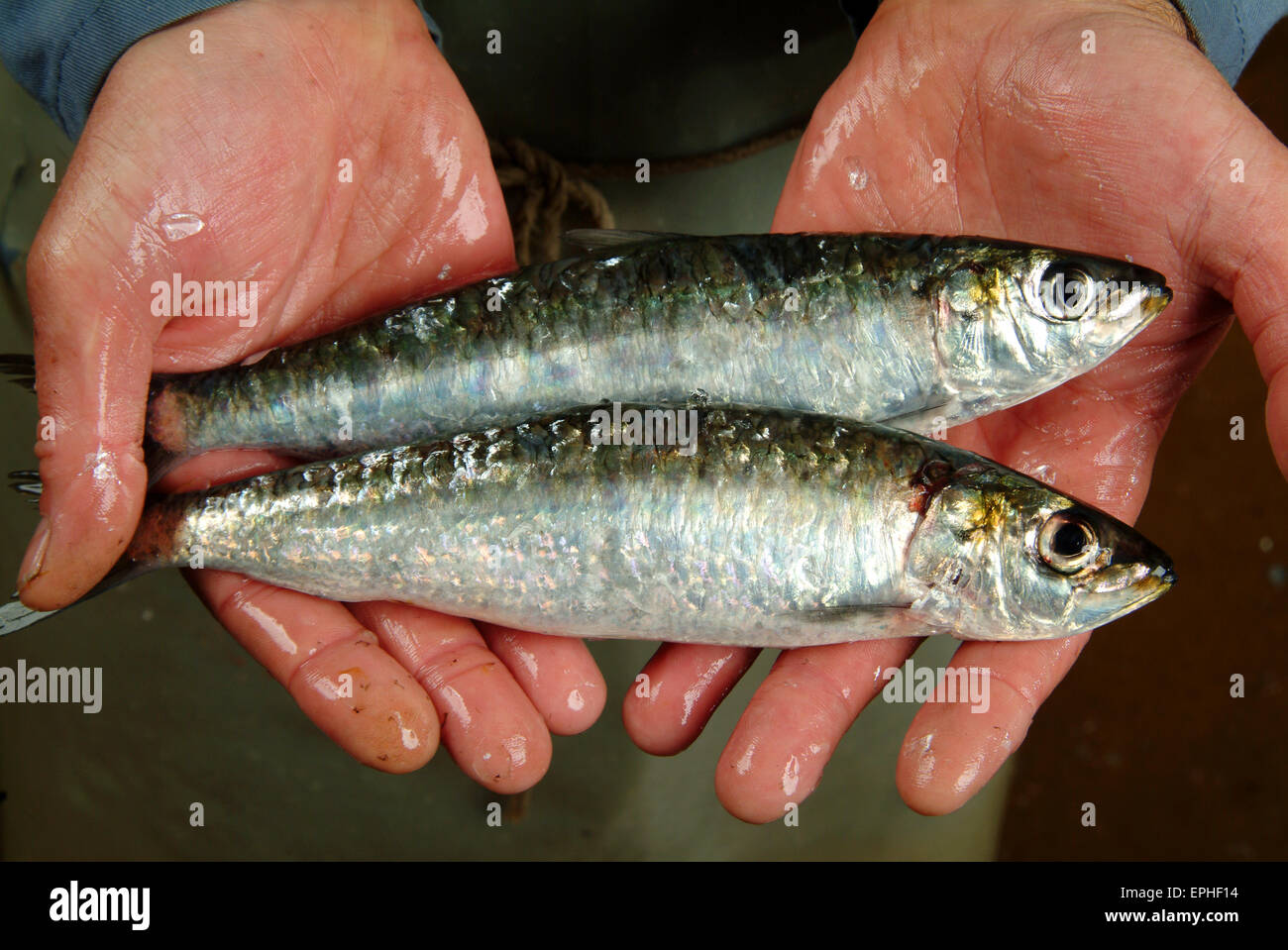 Cornish sardines or pilchards in Newlyn,Cornwall,UK,where they were ...
