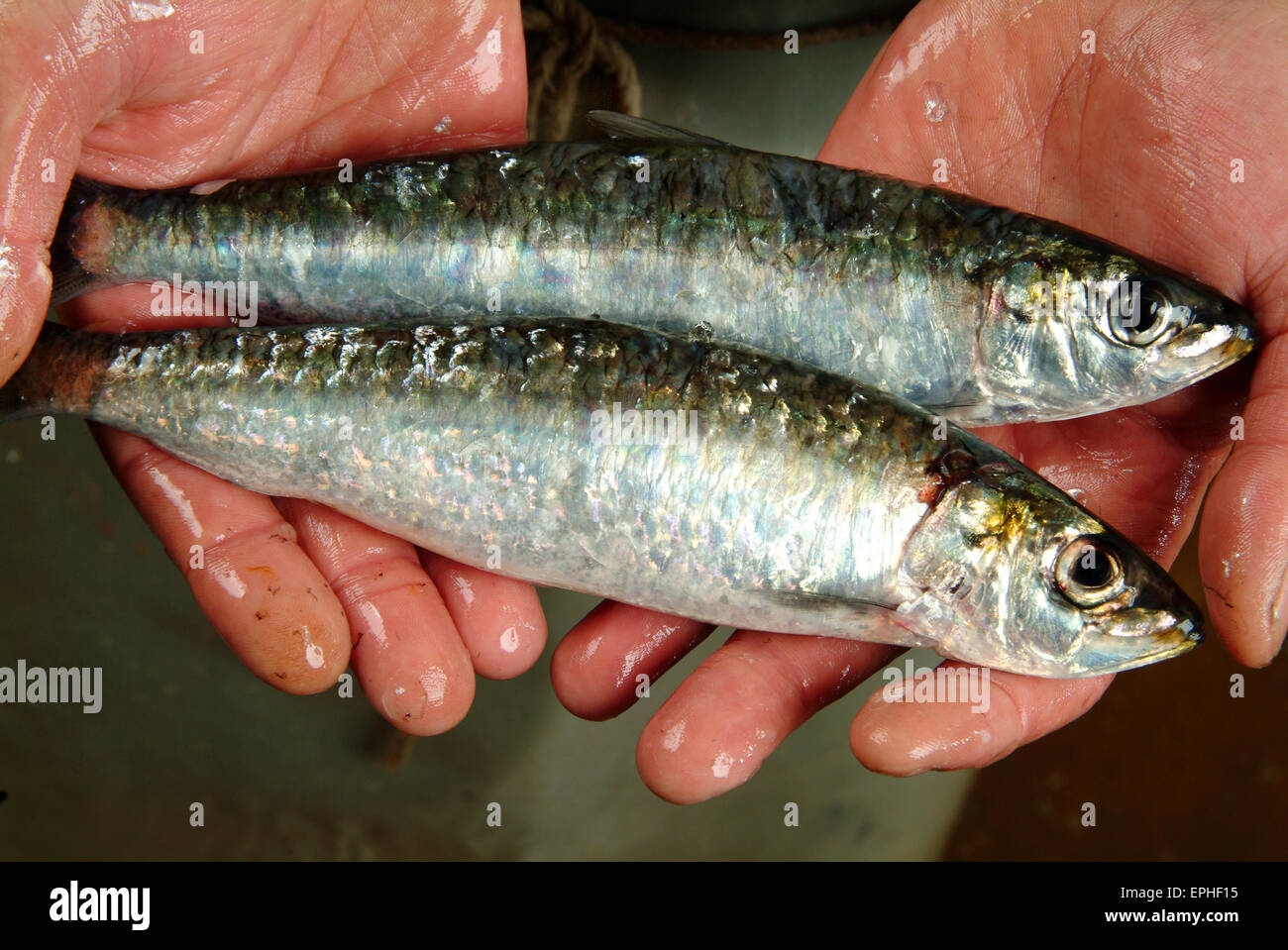 Cornish sardines or pilchards in Newlyn,Cornwall,UK,where they were ...