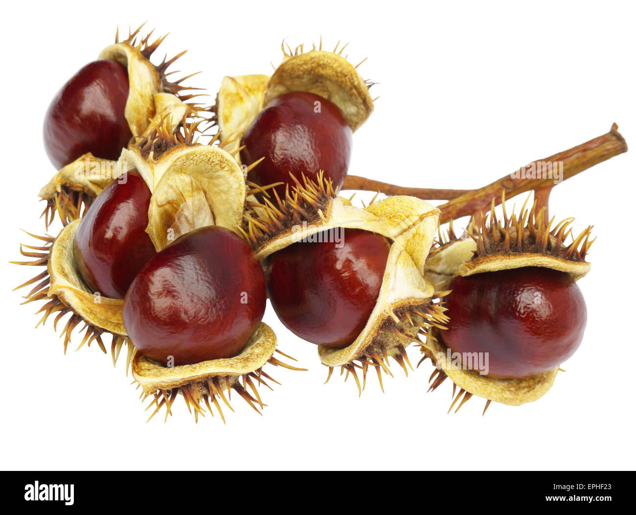A dry branch of chestnut tree, isolated on white background Stock Photo ...