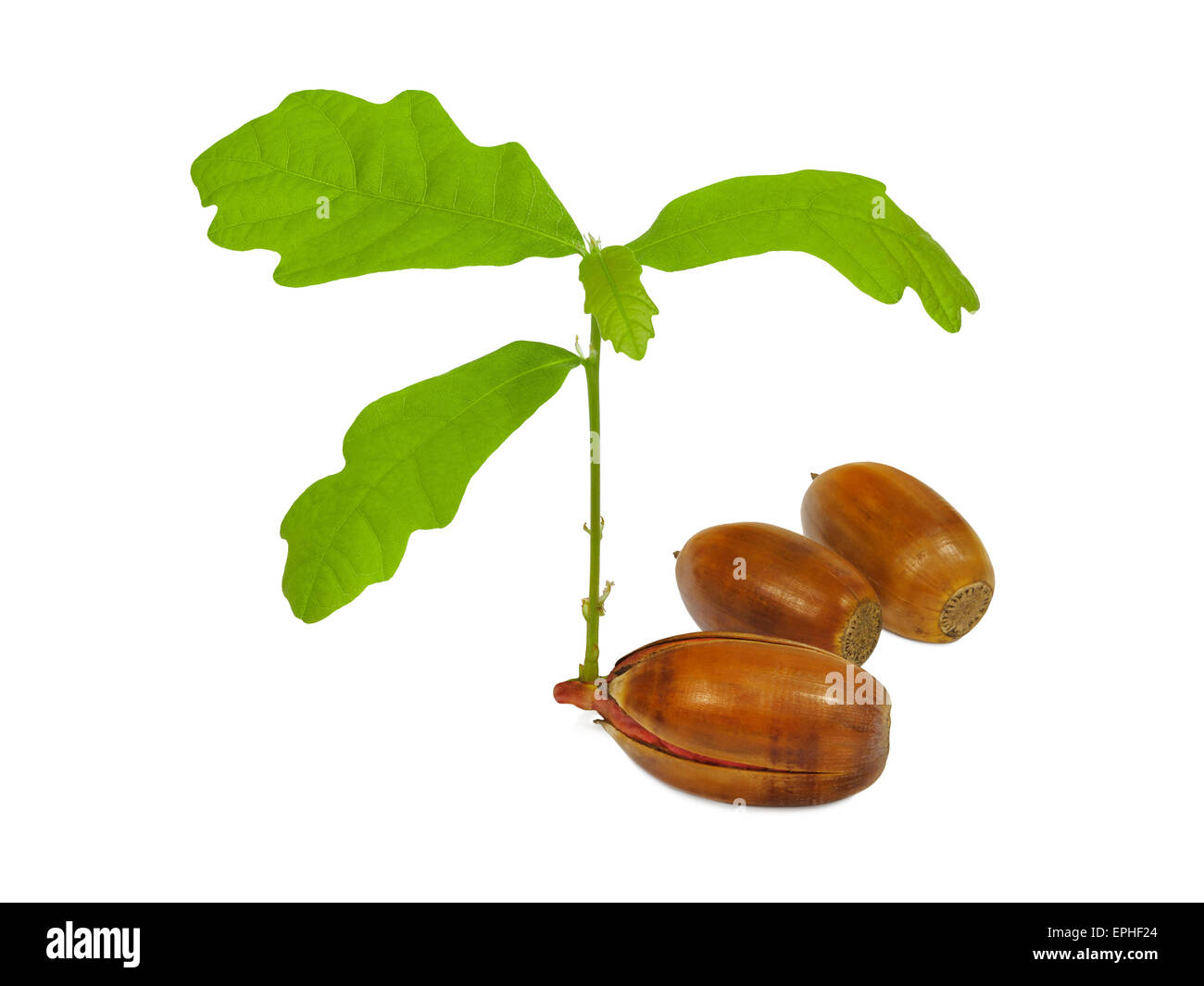 Young oak sampling plant growing from acorn, isolated on white ...