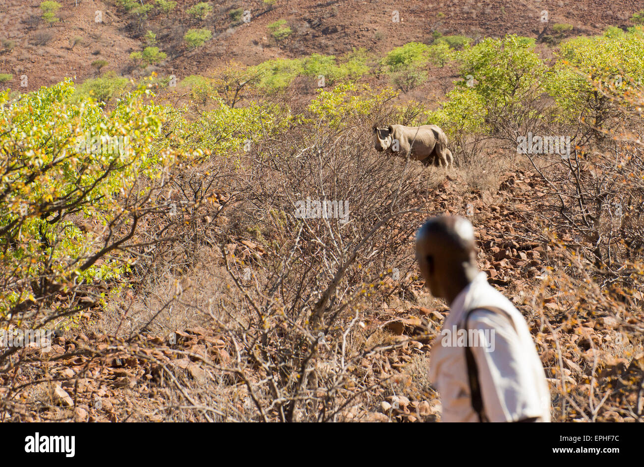 Africa, Namibia. Day trip tracking the Desert Black Rhinoceros. Man ...