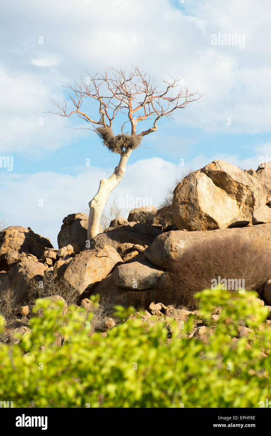 Tree growing from rock hi-res stock photography and images - Alamy