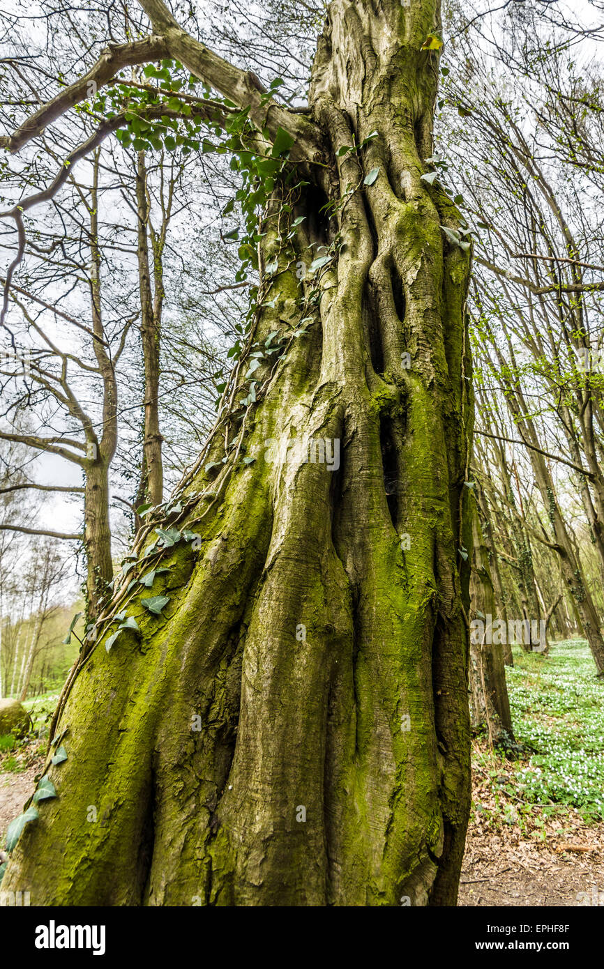 Old tree trunk Stock Photo - Alamy
