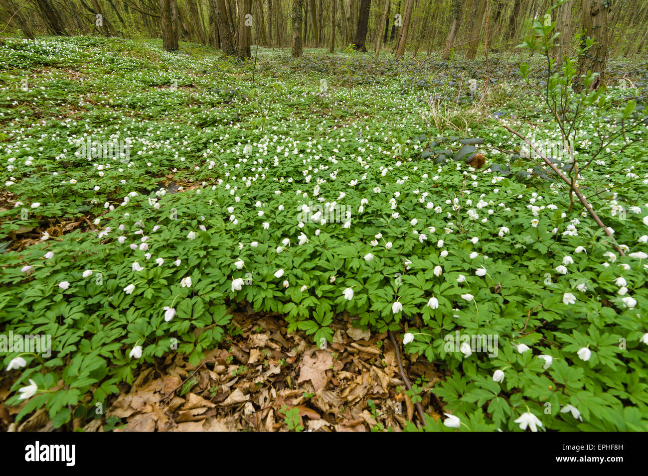 The first spring flowers in the forest. Background Stock Photo - Alamy