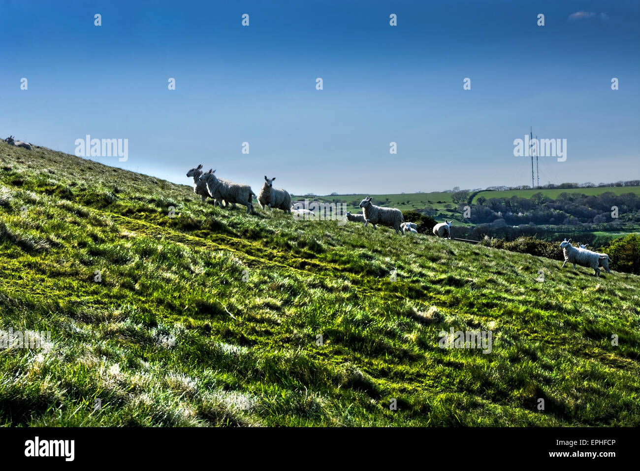 The Isle of Wight countryside is a delightful area for many scores of ...