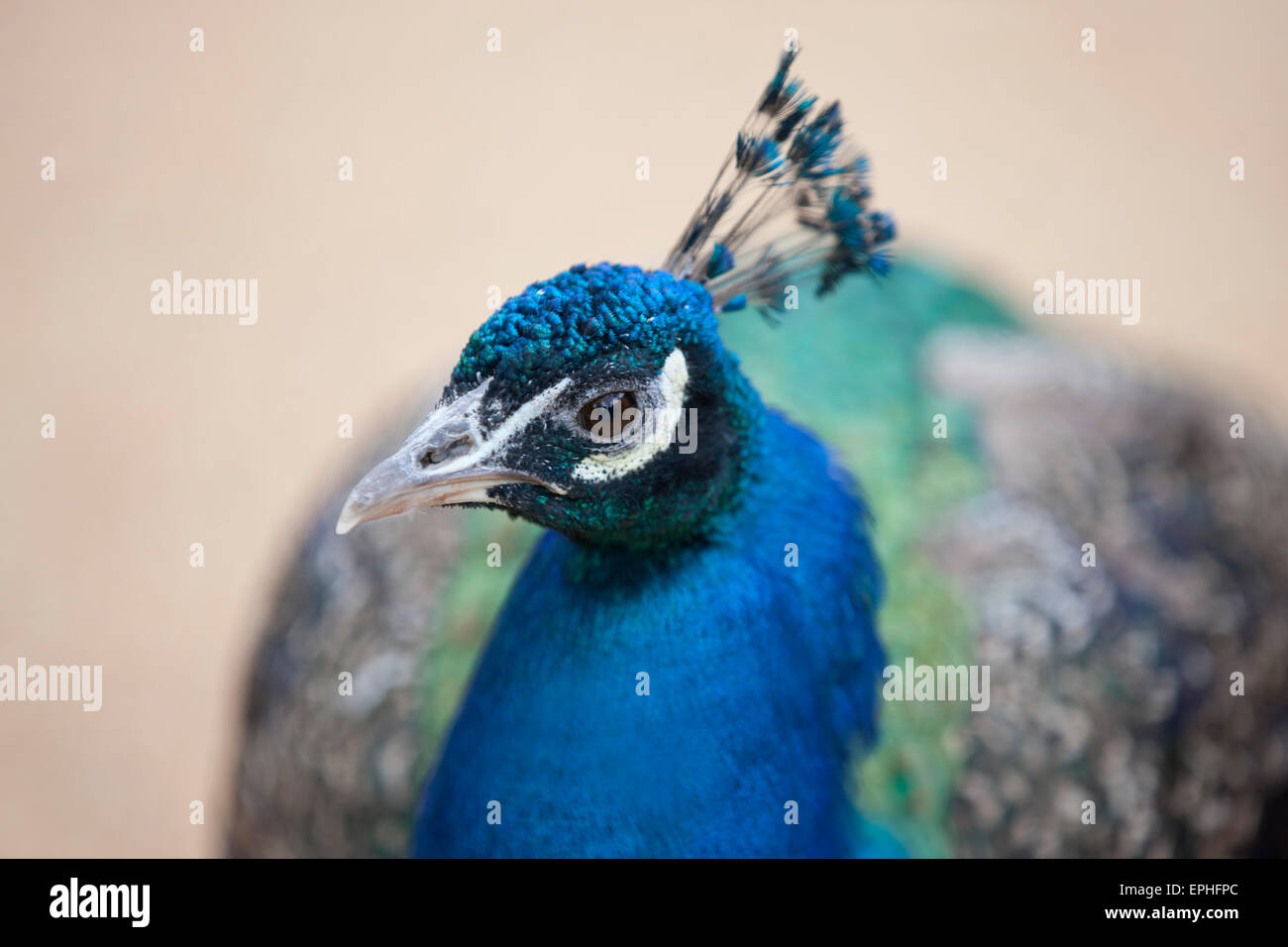 Peacock markings hi-res stock photography and images - Alamy
