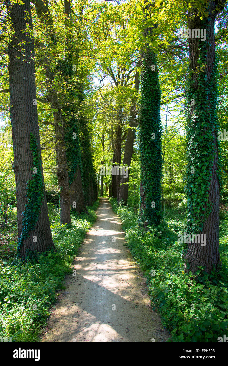 Path through ivy covered woods hi-res stock photography and images - Alamy