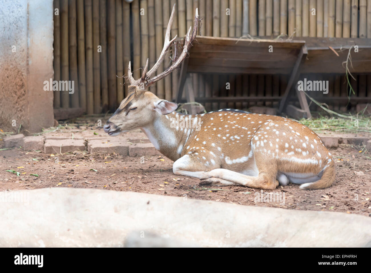 Sika deer and new forest hi-res stock photography and images - Alamy