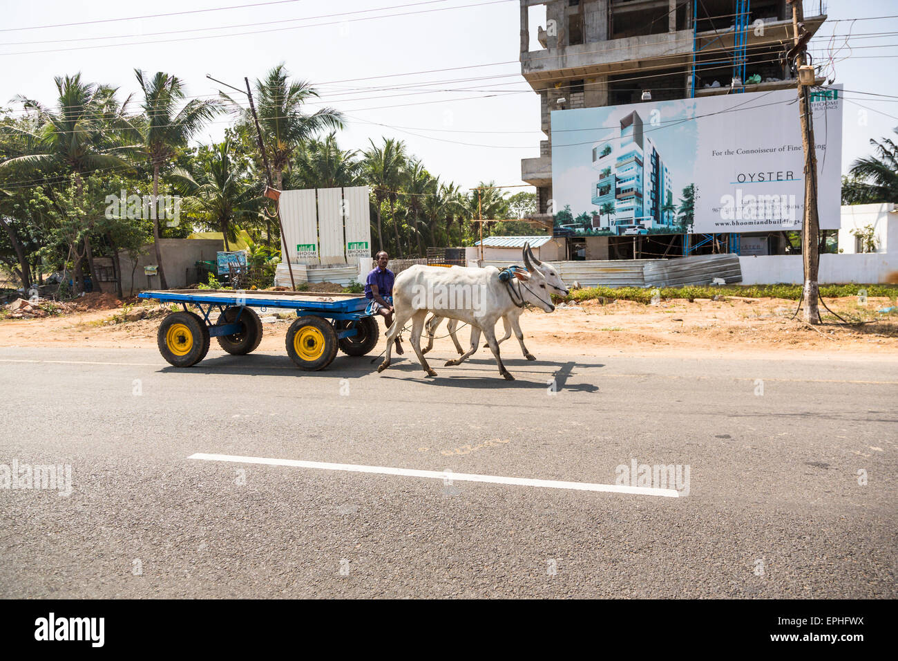 Bullock cart (two bullocks and driver) on a road in the suburbs of ...