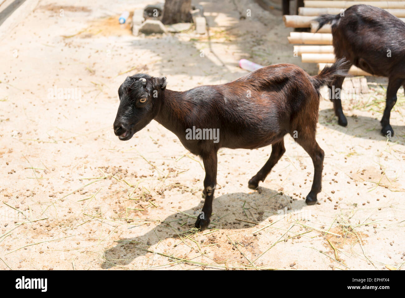 Kiko goat hi-res stock photography and images - Alamy
