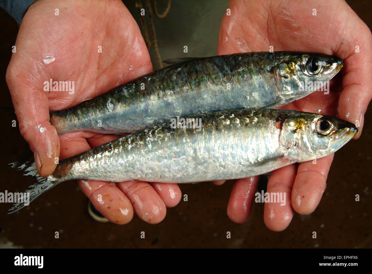 Cornwall pilchard fishing hi-res stock photography and images - Alamy