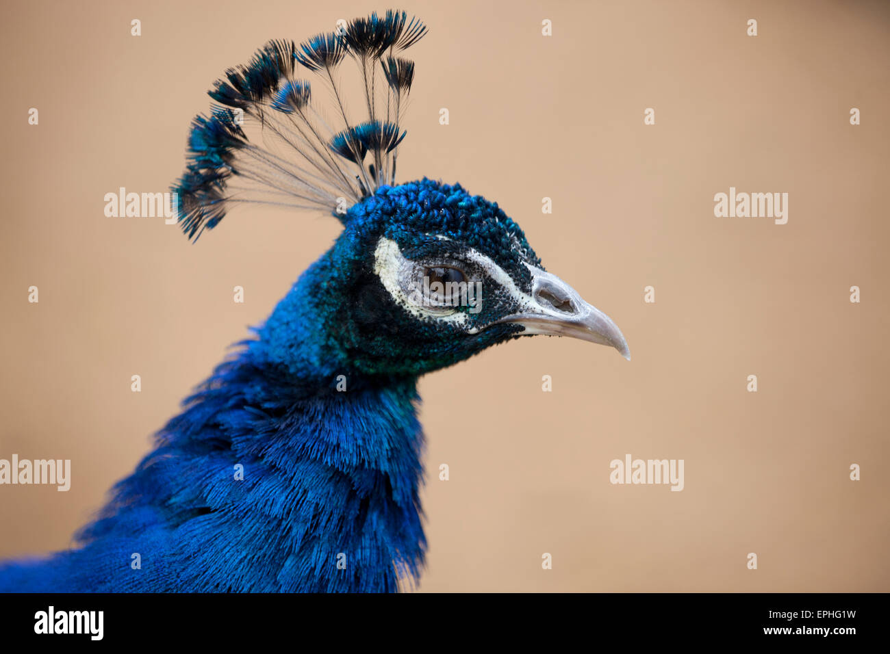 A peacock, side view Stock Photo - Alamy