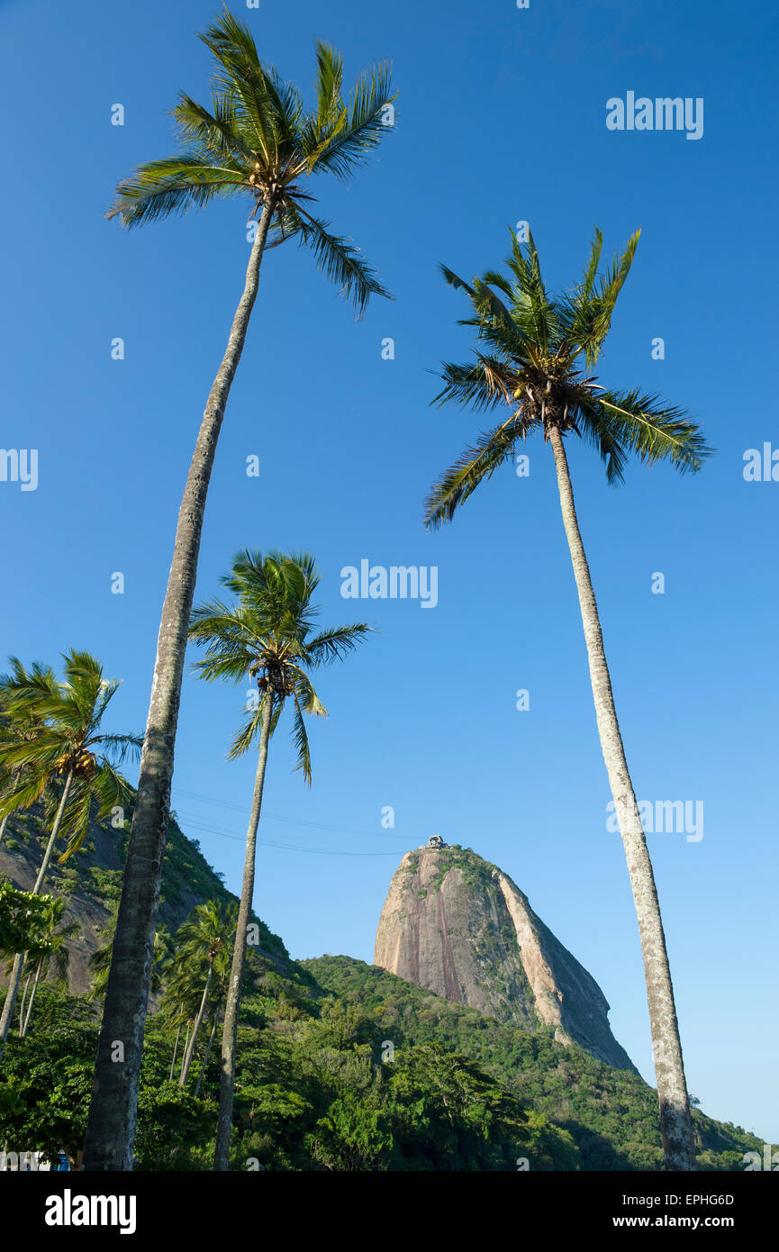Sugarloaf Pao de Acucar Mountain standing in blue sky with palm trees ...