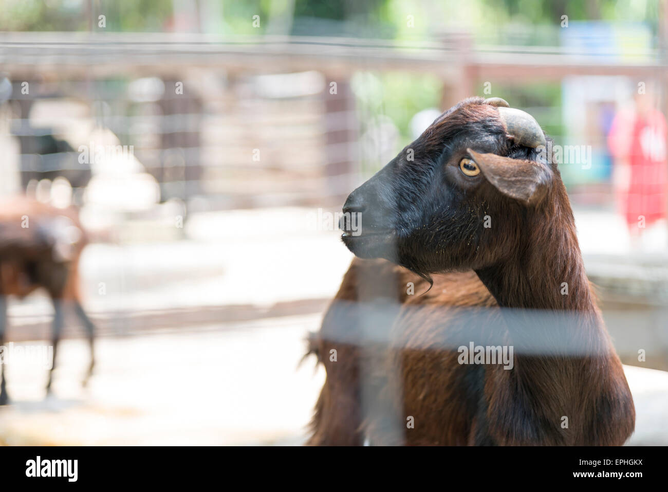 Kiko goat hi-res stock photography and images - Alamy
