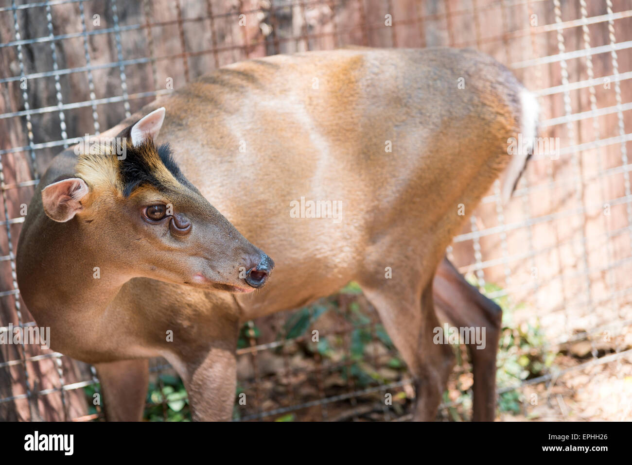 Chinese muntjacs hi-res stock photography and images - Alamy