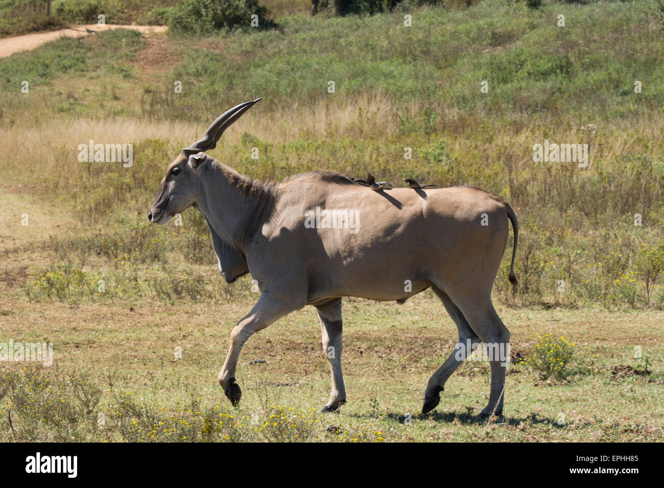 South Africa, Durban. Tala Game Reserve. Giant Eland aka southern eland ...
