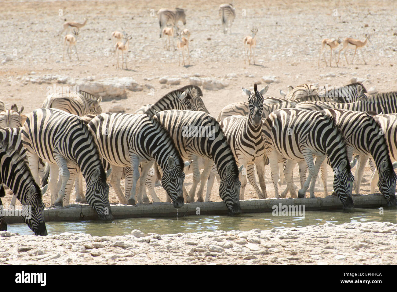 Wild Animals Drinking Water