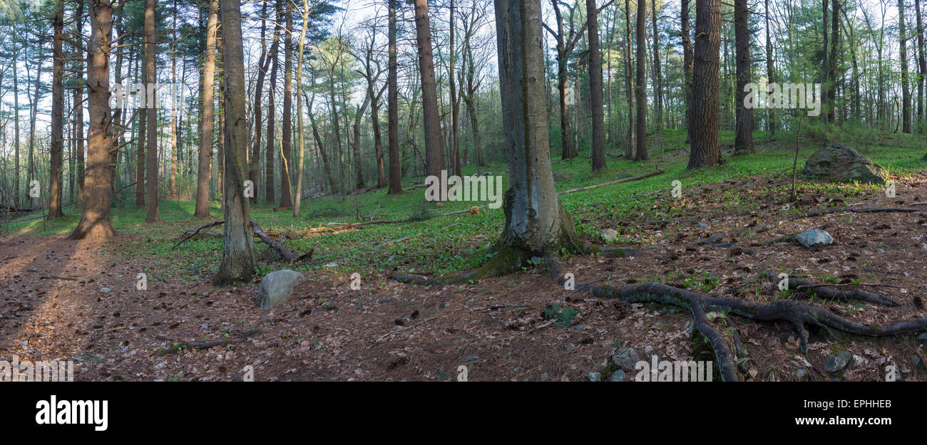 Panoramic trees hi-res stock photography and images - Alamy