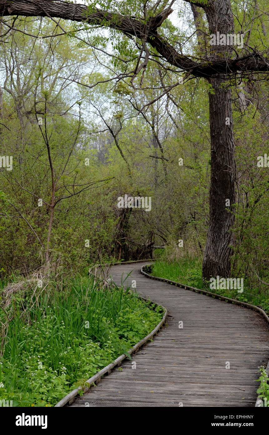 Boardwalk trail in a forest, Point Pelee National Park, Ontario, Canada ...