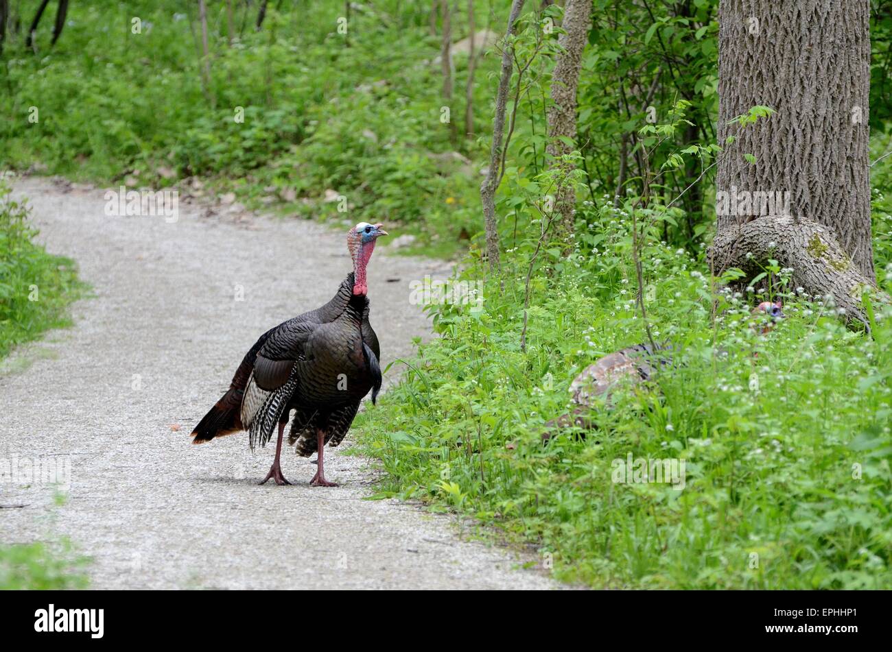 Turkey of the forest hi-res stock photography and images - Alamy