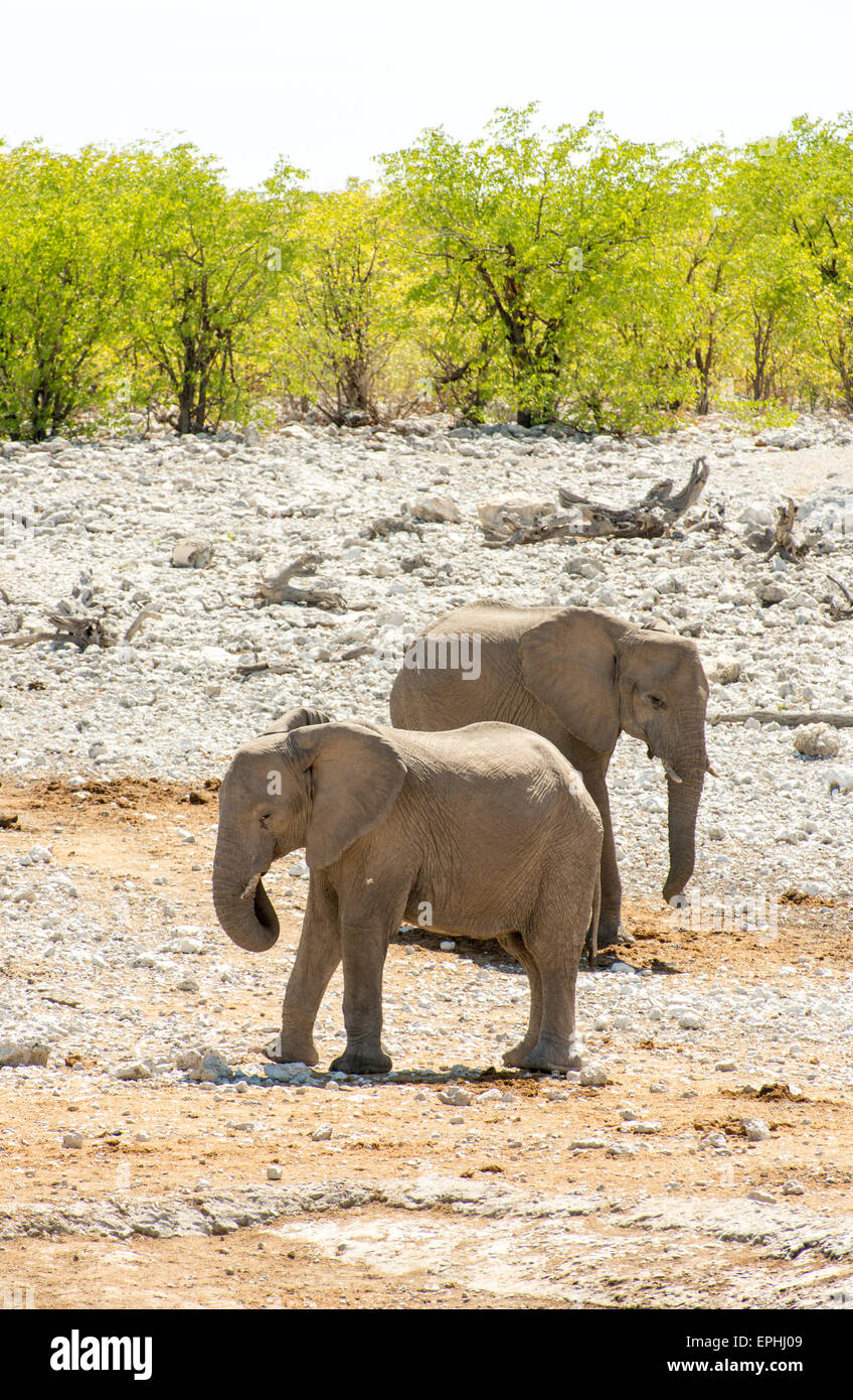 Elephants standing hi-res stock photography and images - Alamy