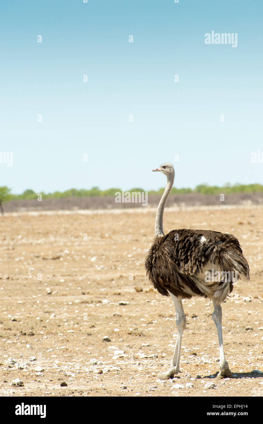 Ostrich standing hi-res stock photography and images - Alamy