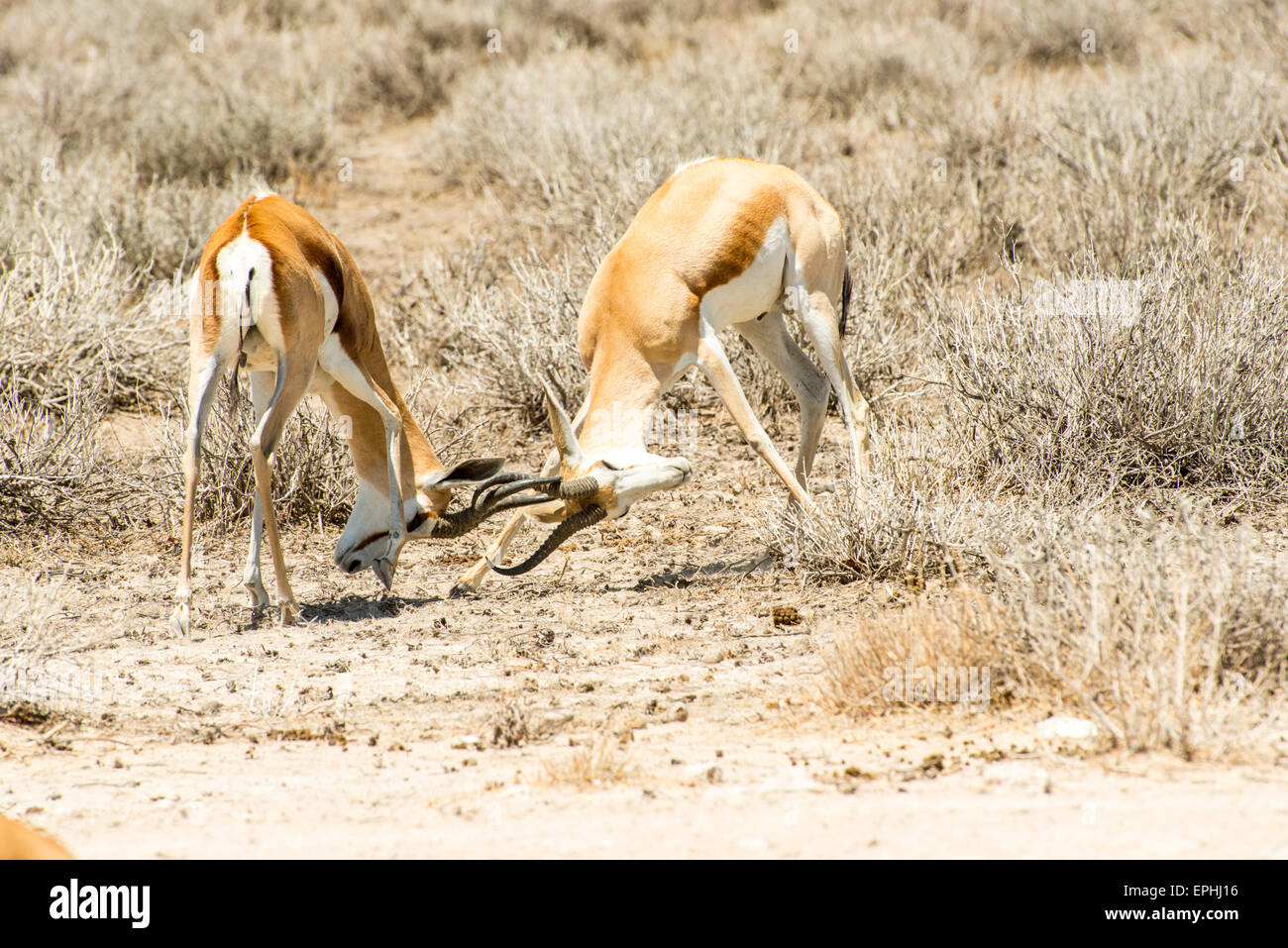 Springbok fighting hi-res stock photography and images - Alamy