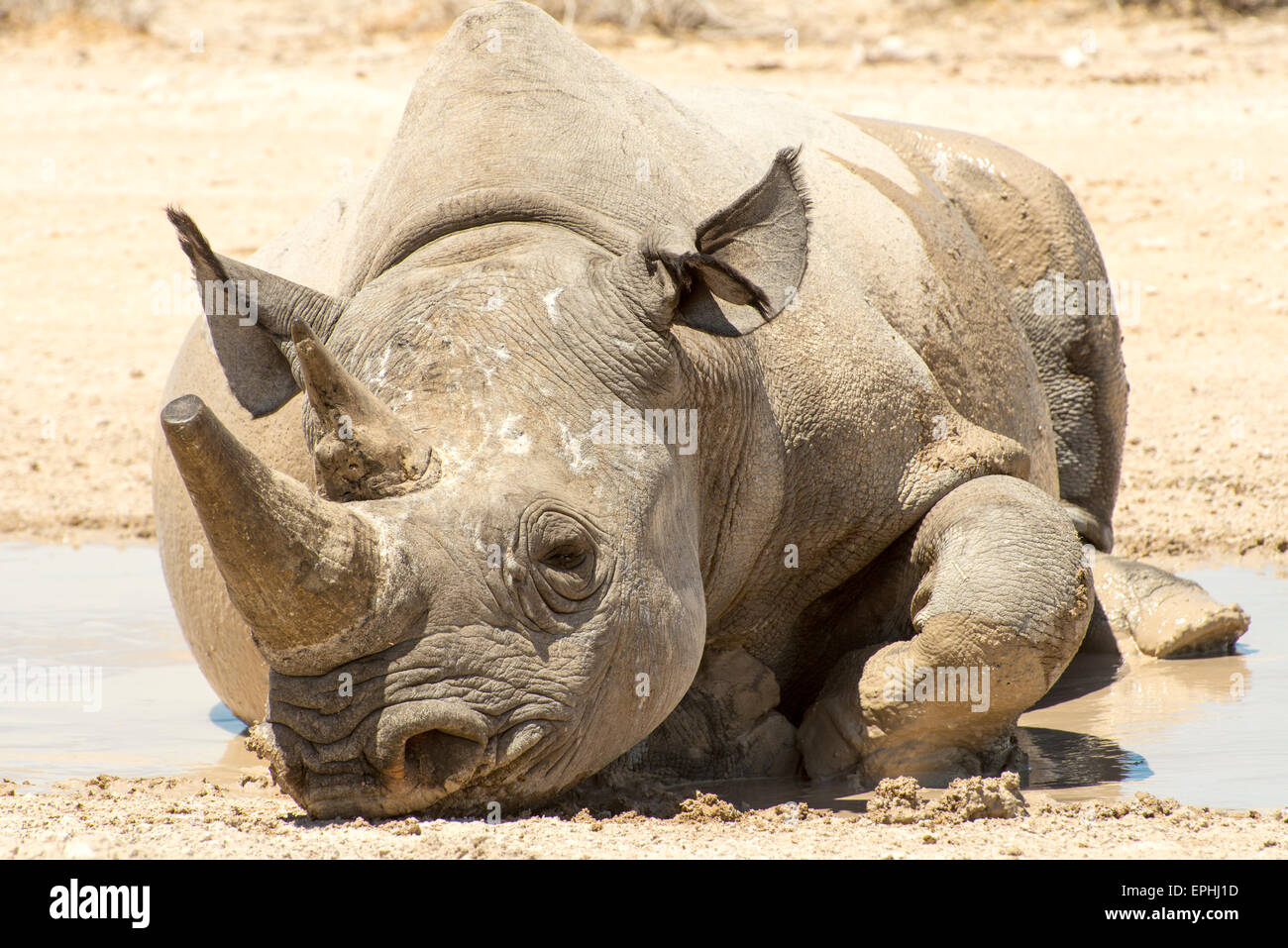 Rhinoceros Laying Down High Resolution Stock Photography and Images - Alamy