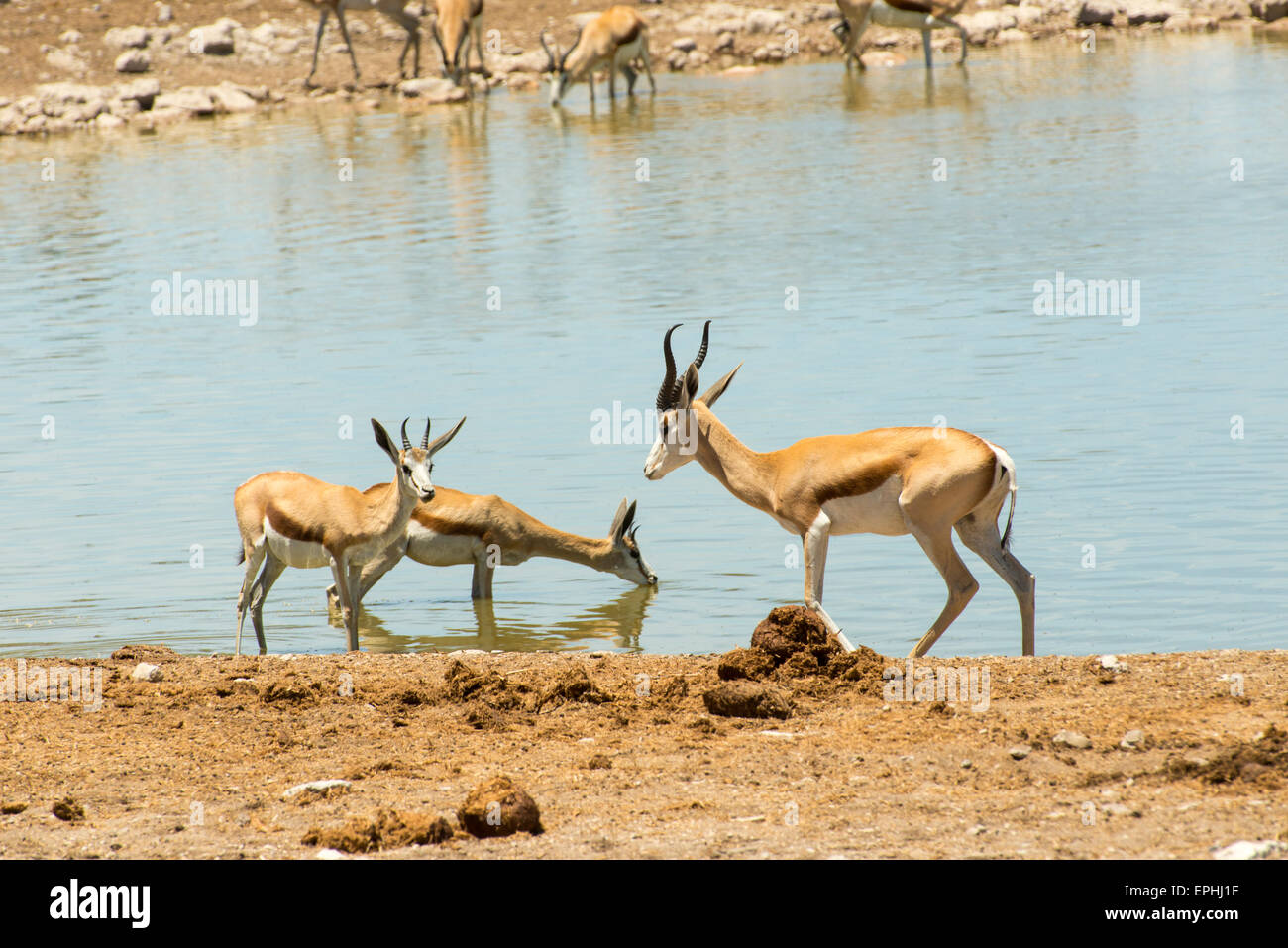 Springbok drinking water hi-res stock photography and images - Alamy