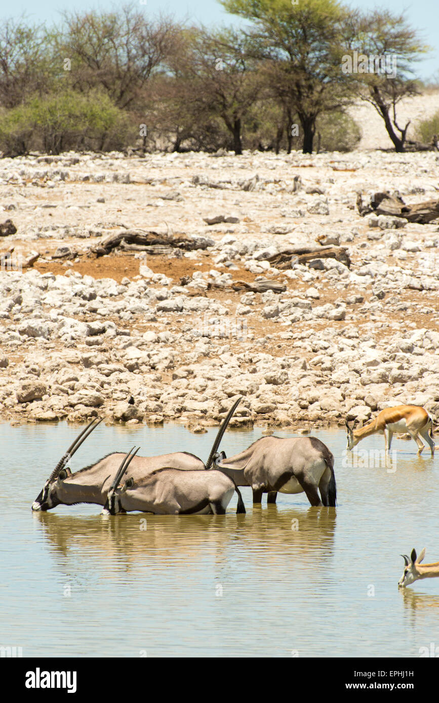 Springbok drinking water hi-res stock photography and images - Alamy
