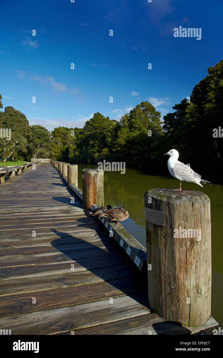 Mahurangi hi-res stock photography and images - Alamy