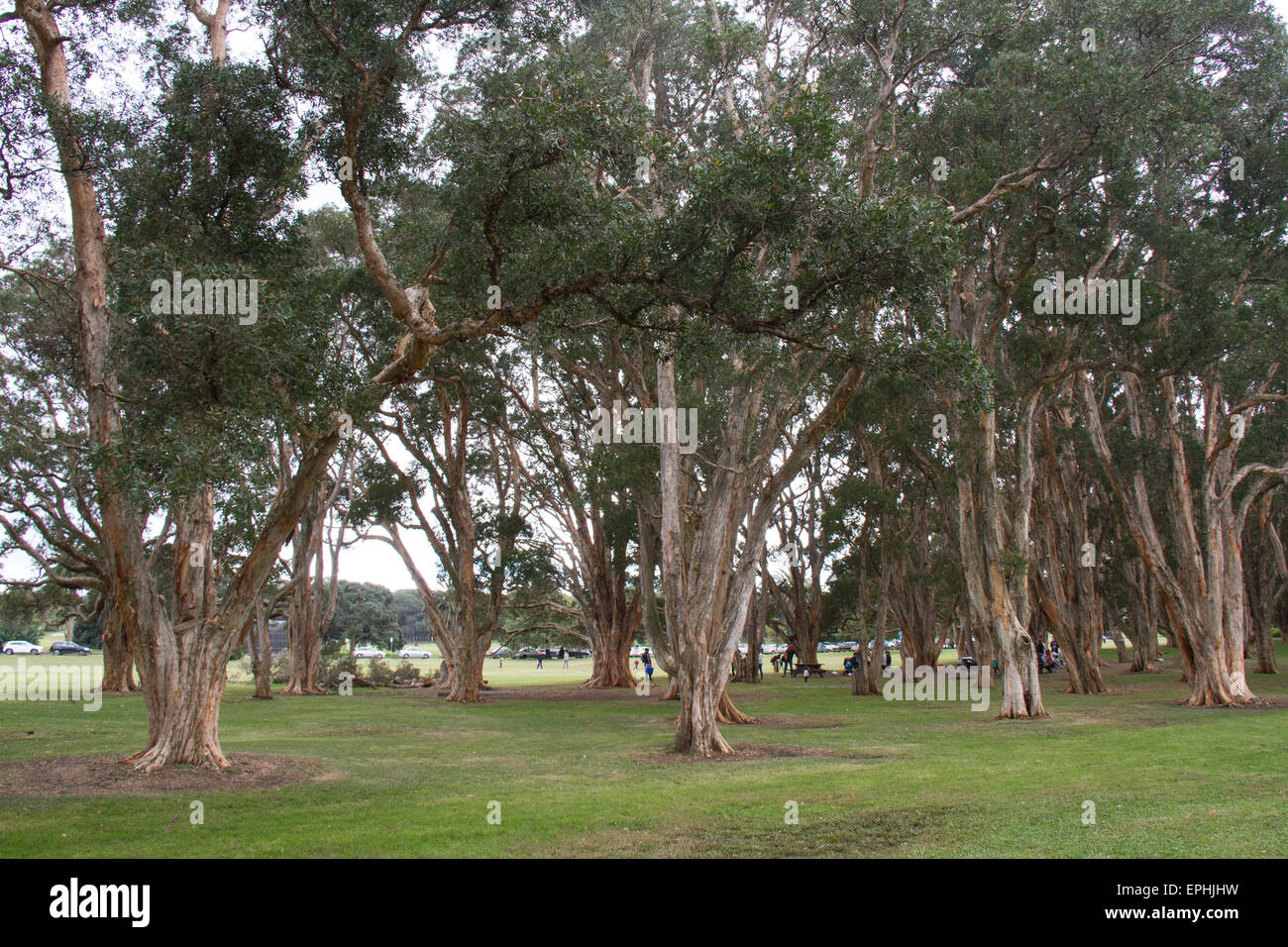 Centennial parklands in sydney hi-res stock photography and images - Alamy