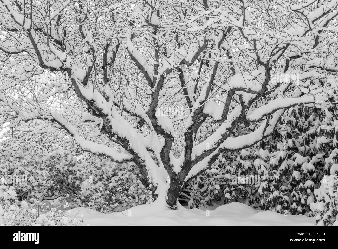 Rare heavy snow fall in Greater Vancouver, December 2008 Stock Photo ...
