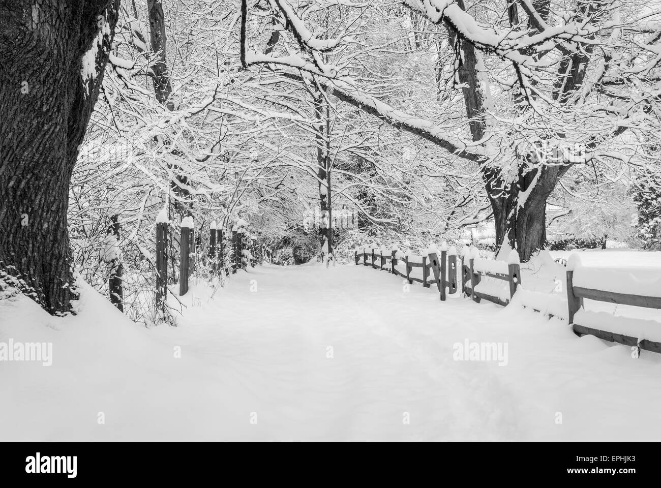 Canada in fall color Black and White Stock Photos & Images - Alamy