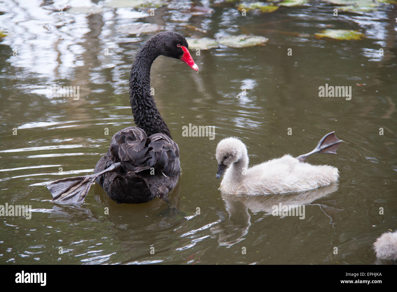 Black Swan Bird Babies