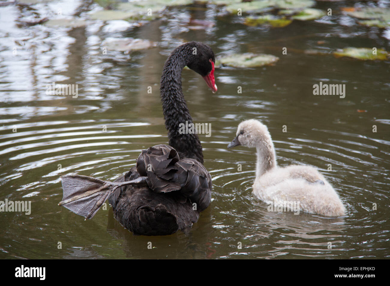 A black swan with baby (cygnet) in Lily Pond in Centennial Park in ...