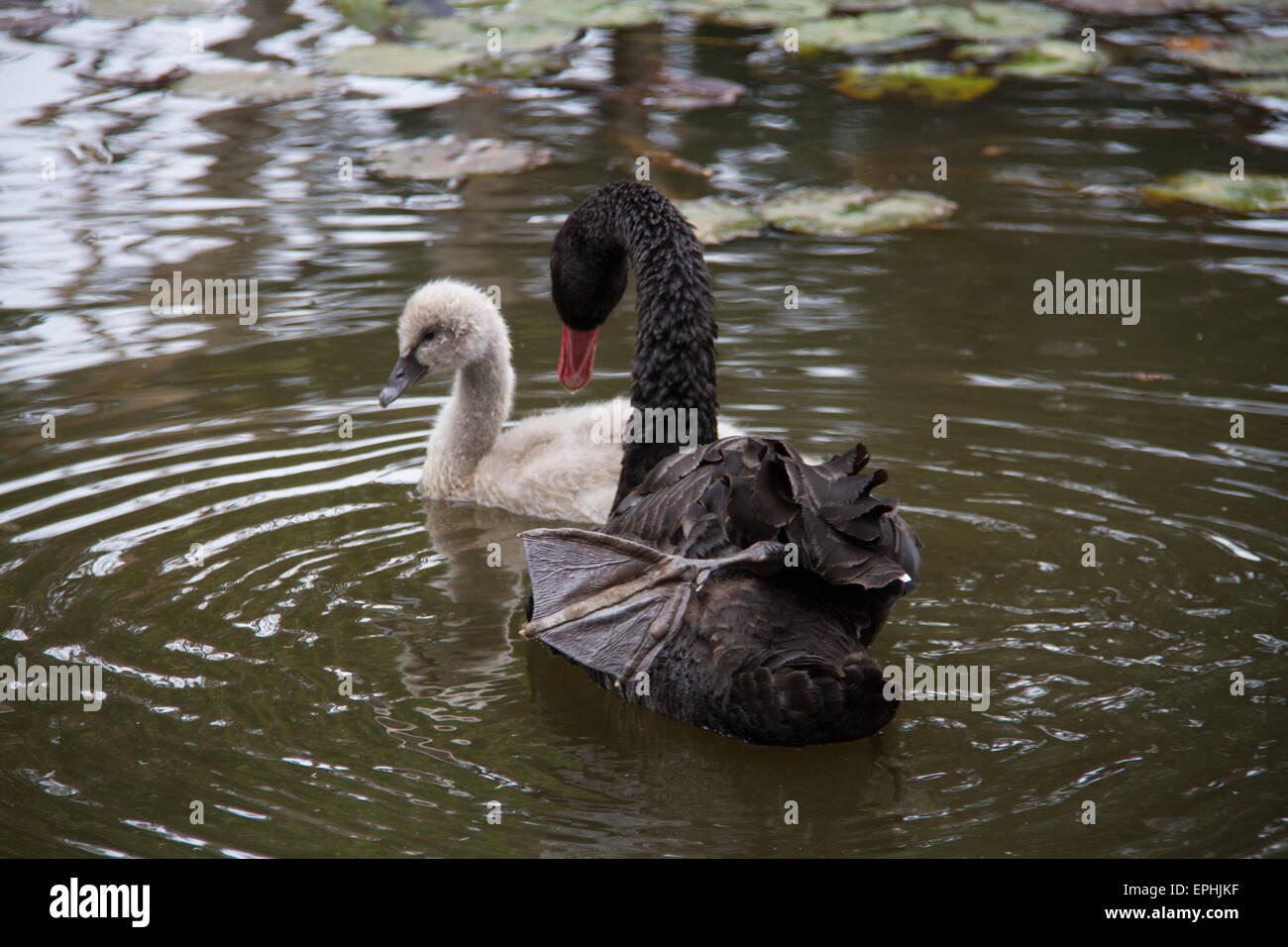 A black swan with baby (cygnet) in Lily Pond in Centennial Park in ...