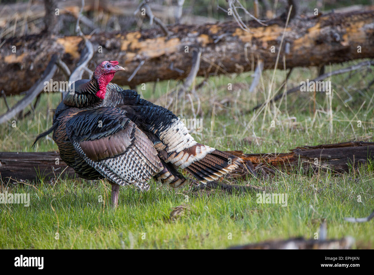 Merriam turkey hi-res stock photography and images - Alamy
