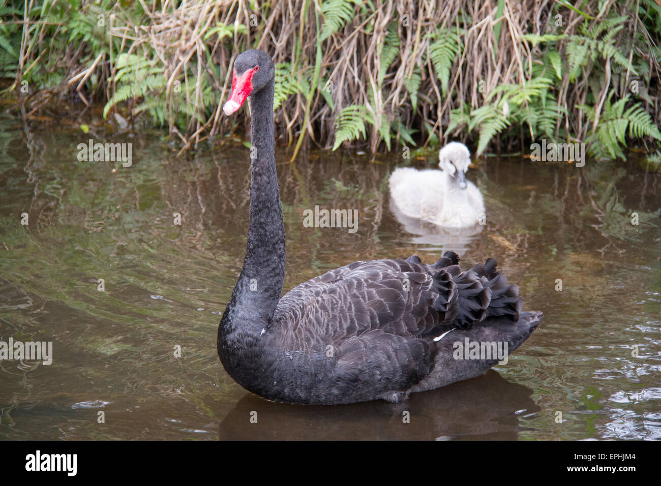 A black swan with baby (cygnet) in Lily Pond in Centennial Park in ...