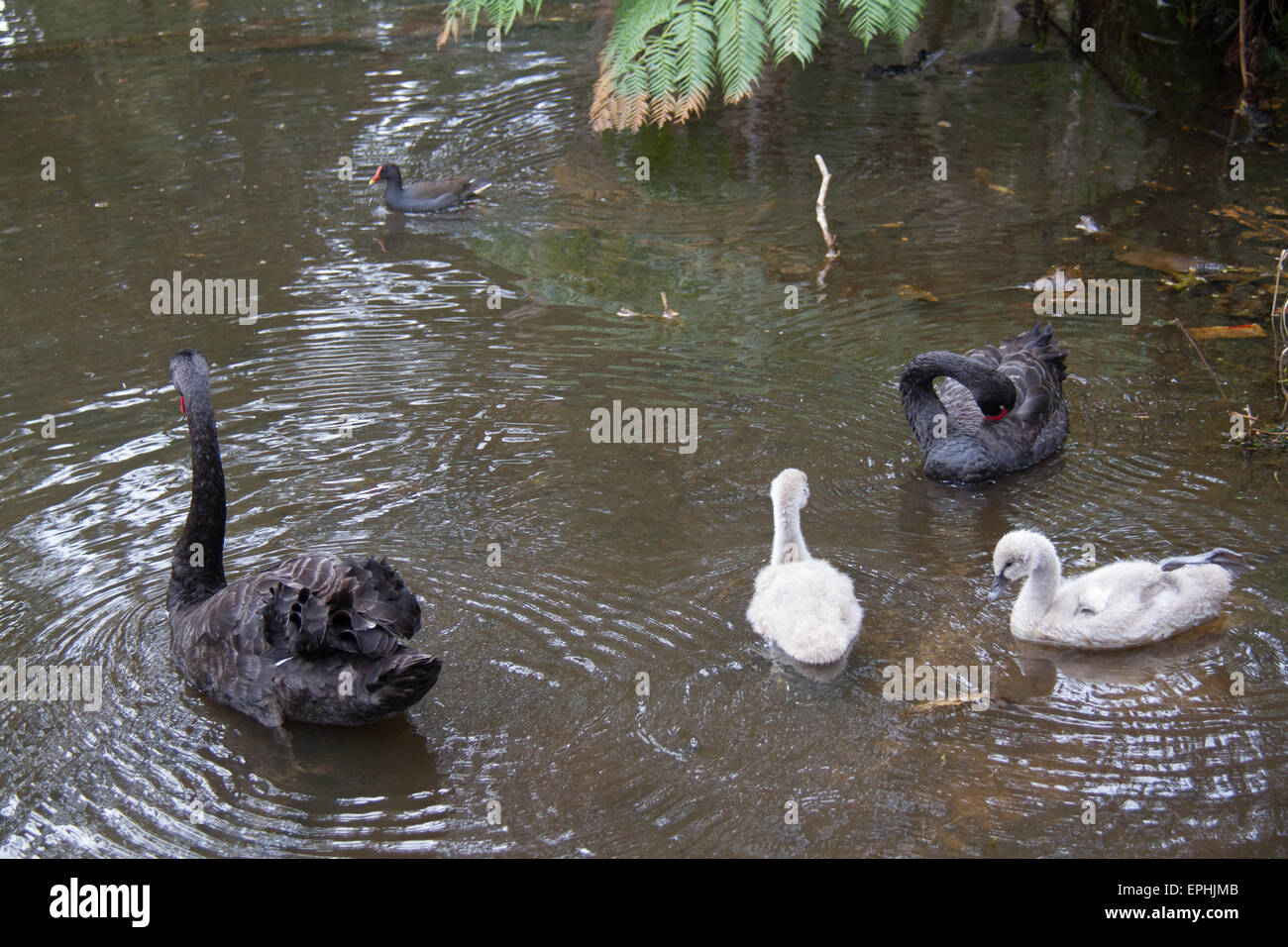 Black swans with babies (cygnets) in Lily Pond in Centennial Park in ...