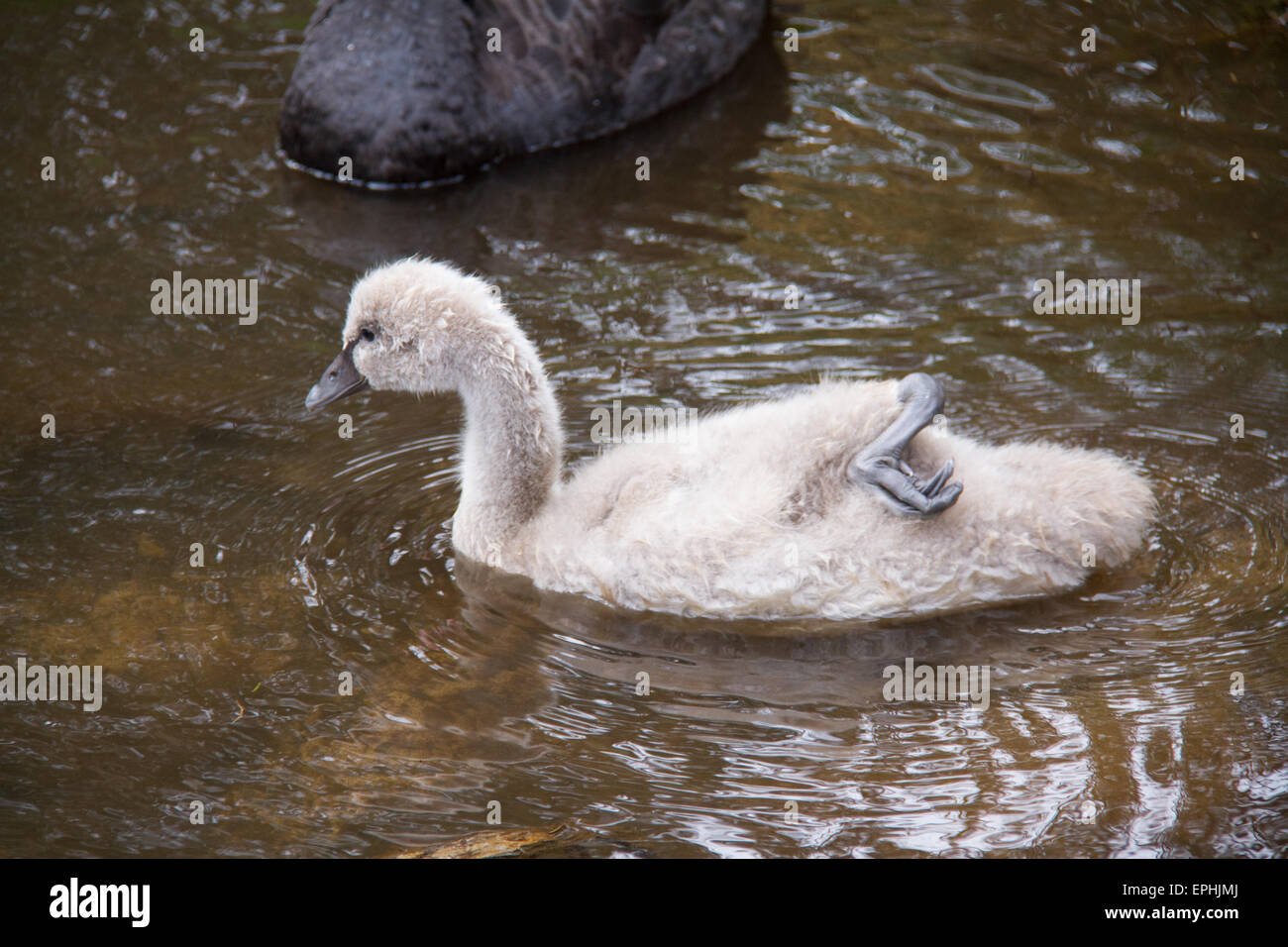 A black swan with baby (cygnet) in Lily Pond in Centennial Park in ...
